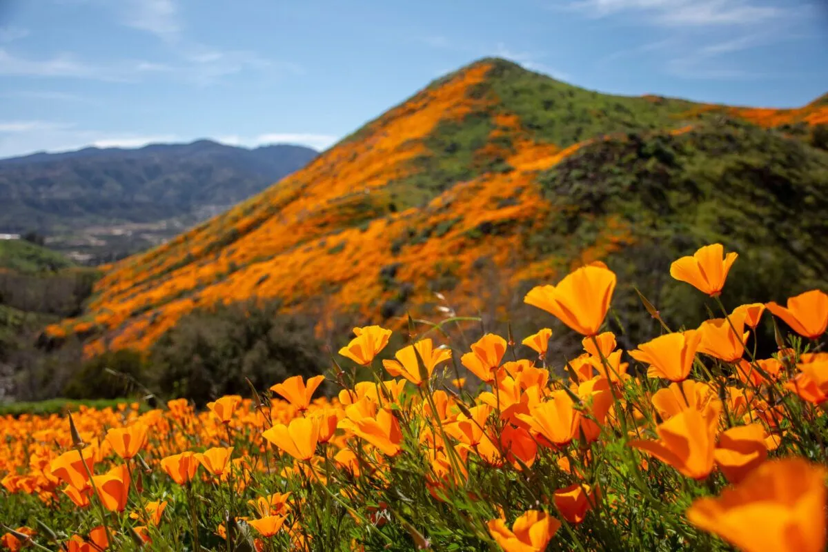 Wildflower Seeds & Seed Mixes - Perennial, Annual, & Native Wildflowers