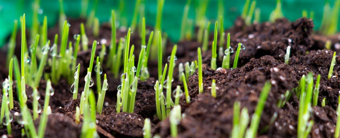 How Often Should You Water New Grass Seed - Nature's Seed