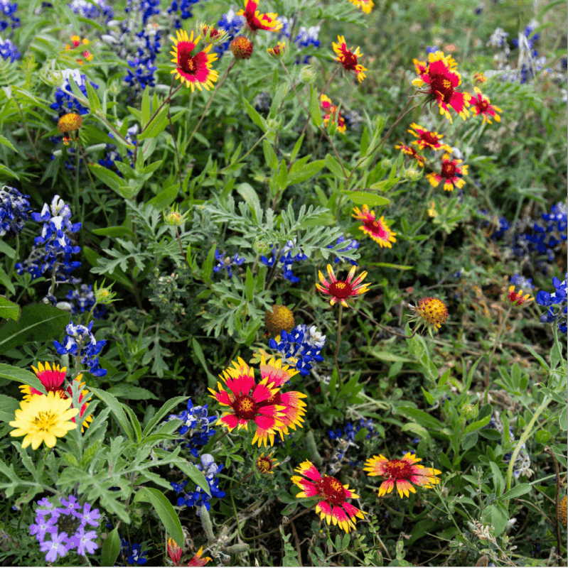 Annual Wildflower Seed Mix - Mixed Wildflower Seed Packets for All US ...