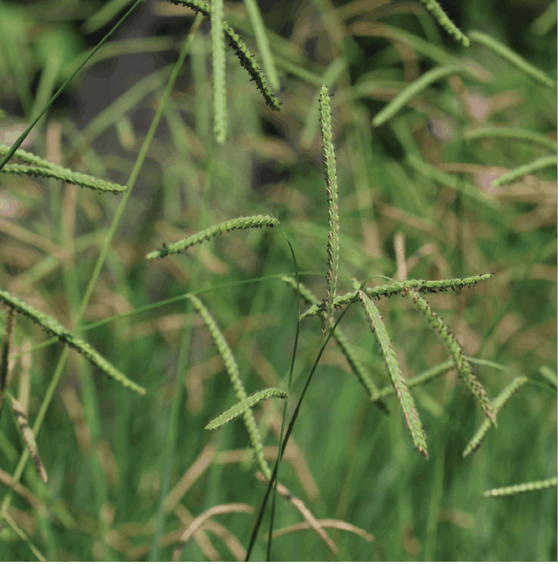Bahia Grass (Bahiagrass) Seed