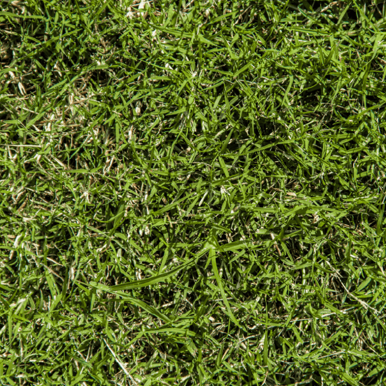 Best Grass Seed for Kansas: Planting Guide & Regional Tips | Nature’s Seed