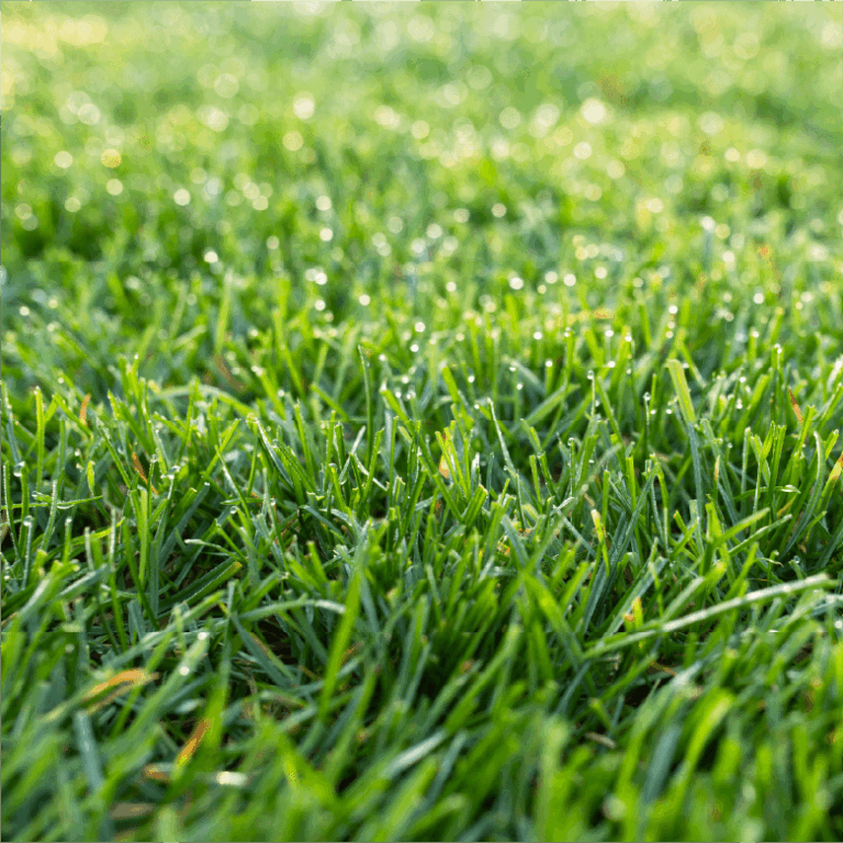 Kentucky Bluegrass and Perennial Ryegrass Seed Mix for Lawns