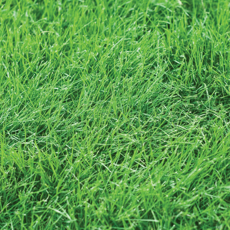 Nature's Seed - Premium Seed for Homeowners, Landowners, Farmers, & More