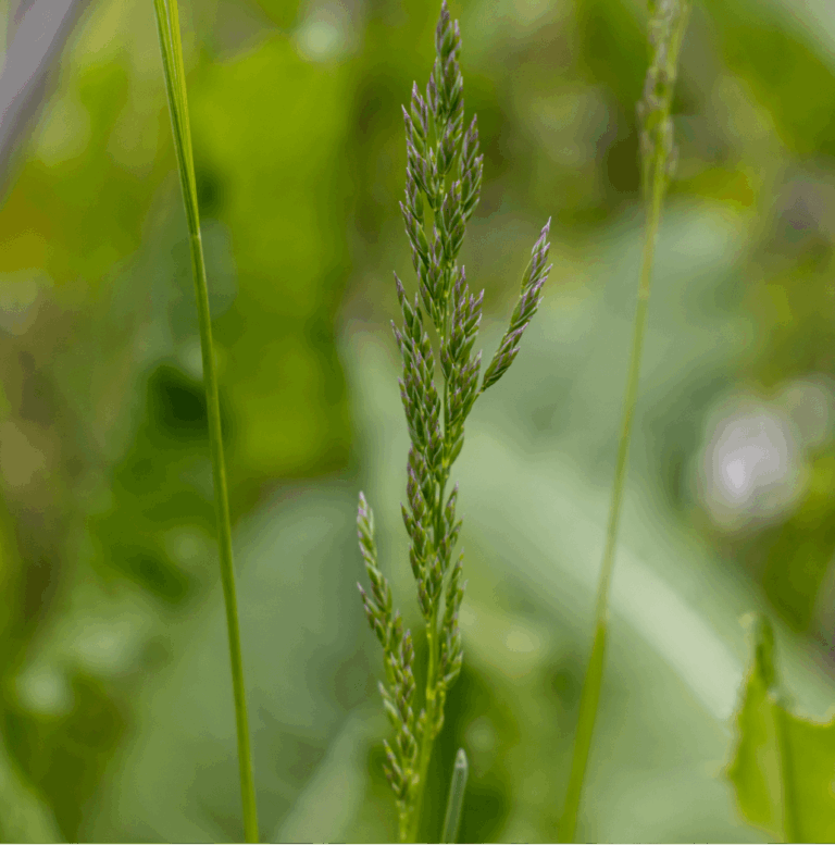 Best Grass Seed for Kansas: Planting Guide & Regional Tips | Nature’s Seed