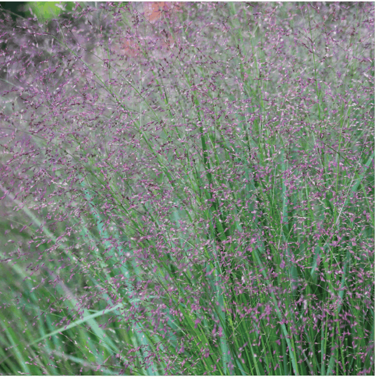 What is Switchgrass (Panicum Virgatum)? Uses, Growing Conditions, and ...