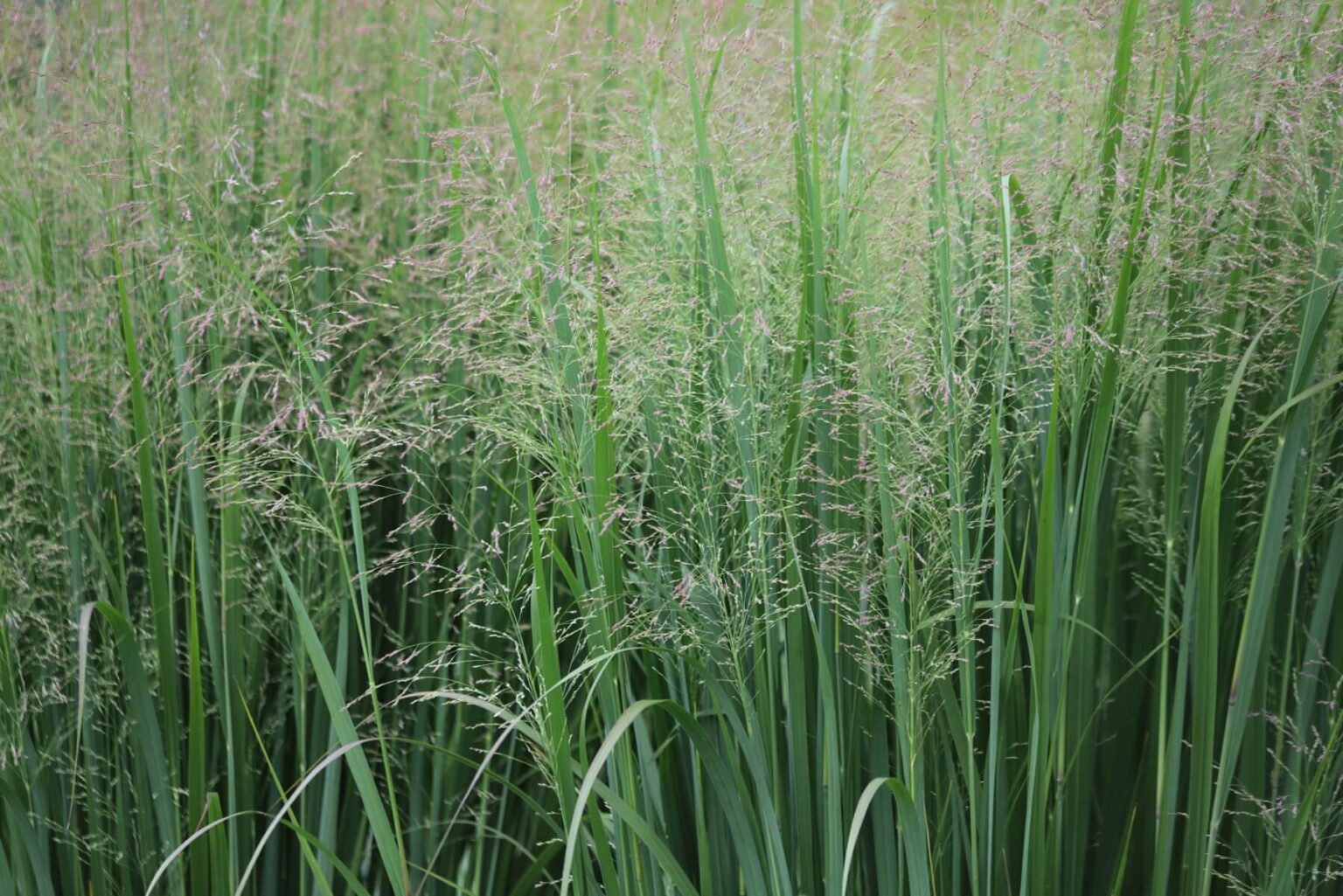 Switchgrass (Panicum Virgatum) Seeds in 5, 25, & 50 lb Bags