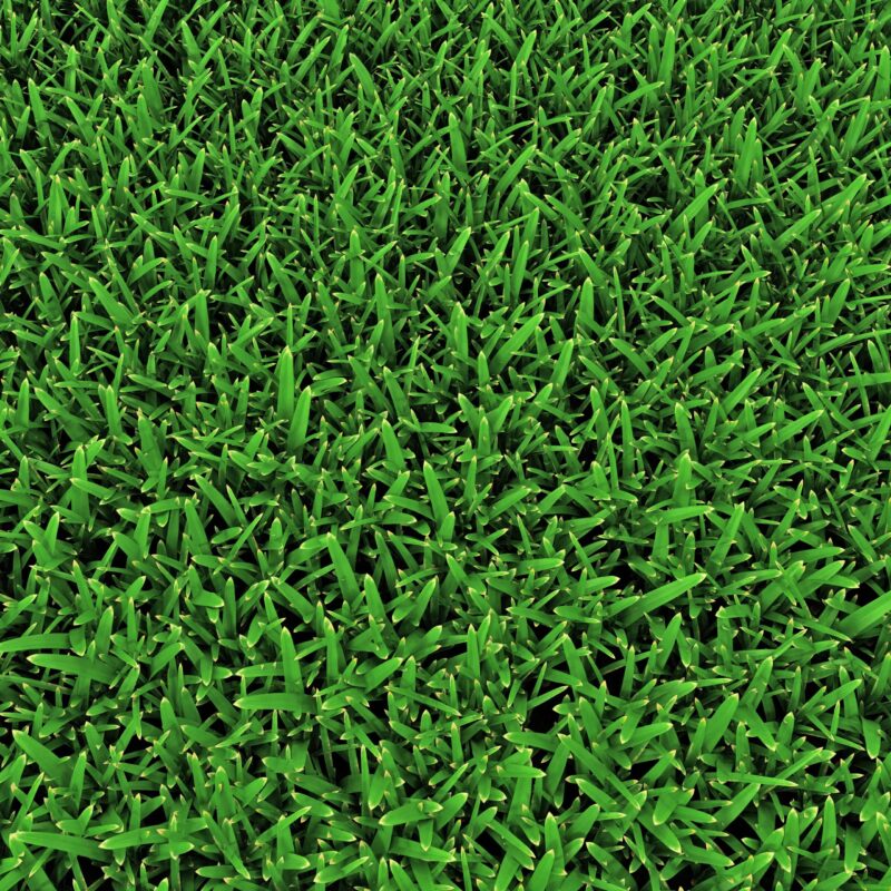 Grass Seed - Premium Grass Seed for Beautiful, Lush, Durable Lawns