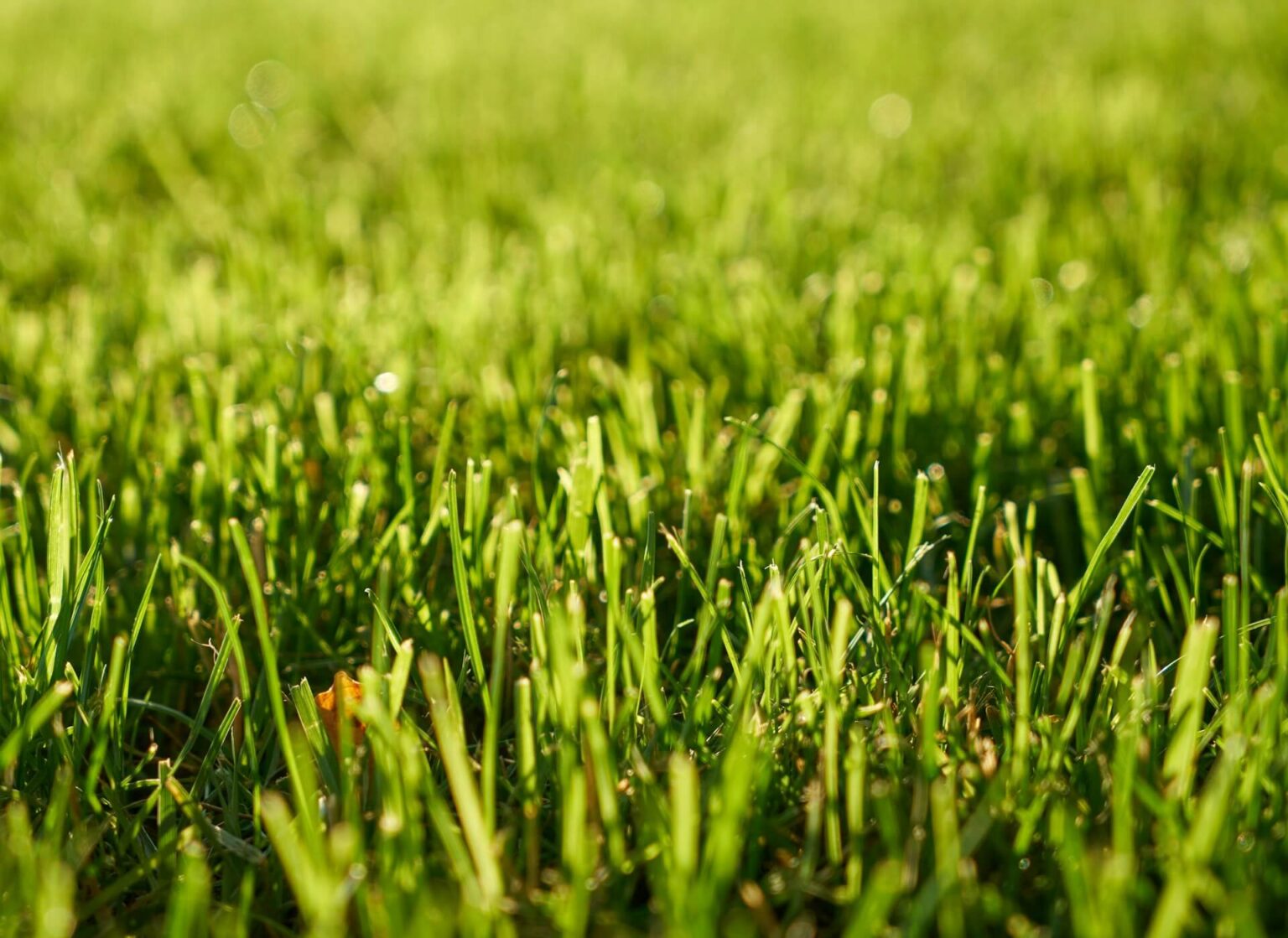 Revegetation Lawn Seed Planting Aids Nature s Seed Revegetation Lawn Seed Planting Aids Nature s Seed