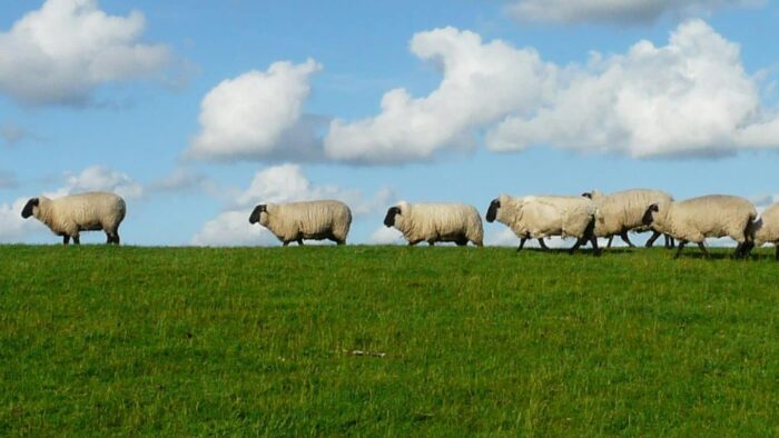 Pasture Seed Planting Instructions - Nature's Seed