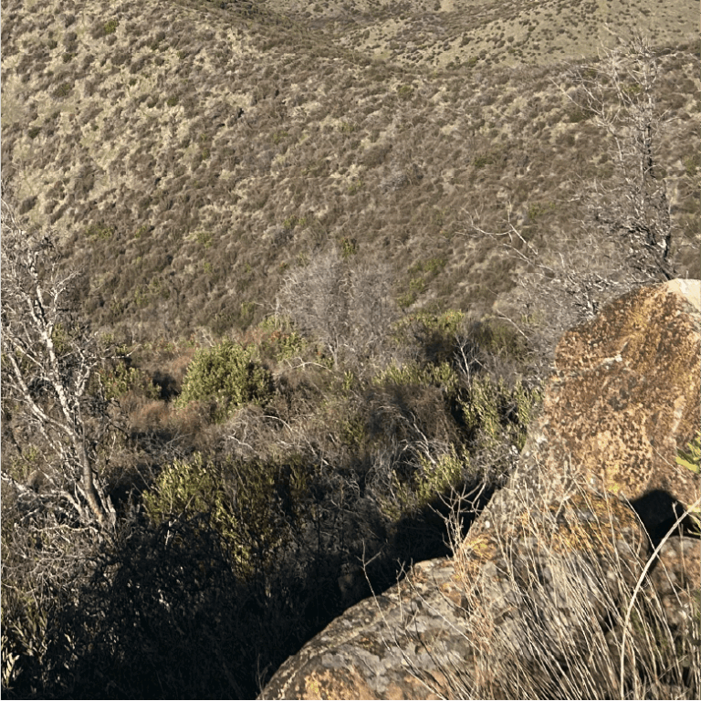 Chaparral Sage Scrub Mix - Nature's Seed