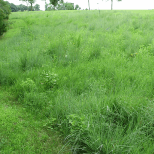 Shortgrass Prairie Seed Mix - Native Grasses for Landscapes & Pastures