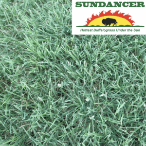 Grass Seed - Premium Grass Seed for Beautiful, Lush, Durable Lawns