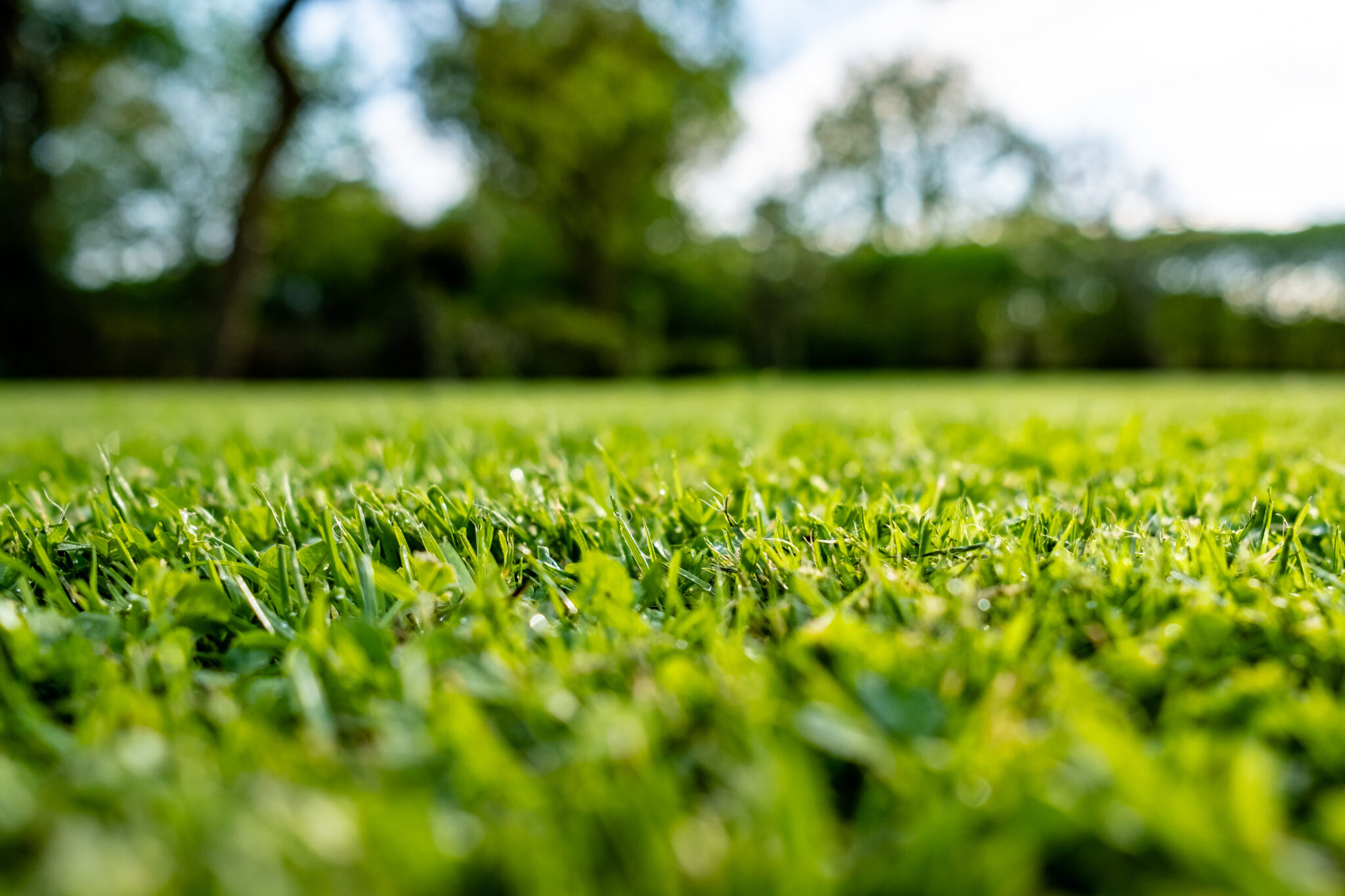 The Best Grass Seed to Plant in the Pacific Northwest