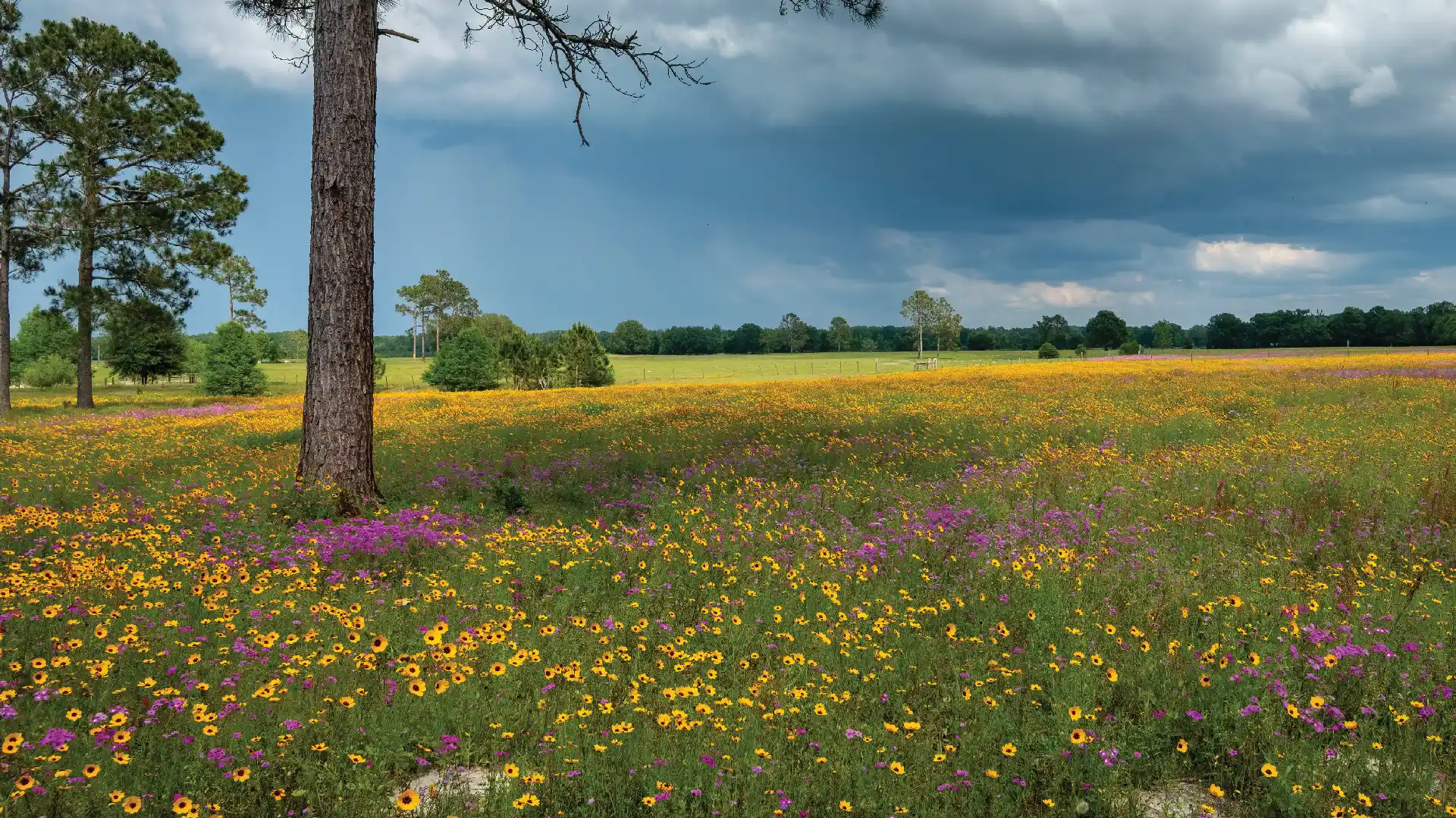 Florida Collection - Florida Native Plant Seeds and Seed Mixes